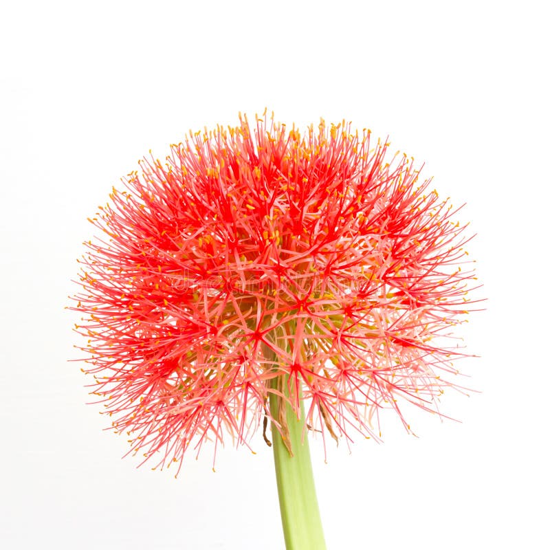 Fireball Lily (Scadoxus Multiflorus) in Bloom in a Park : Pix SShukla ...