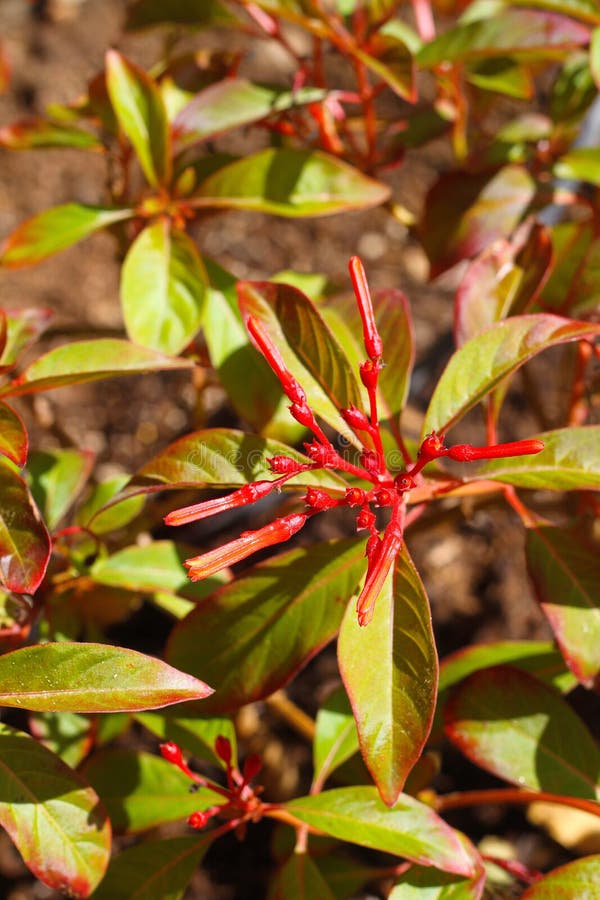 Closeup Of Firebush: Shrub In Florida Stock Photo - Image of grows ...