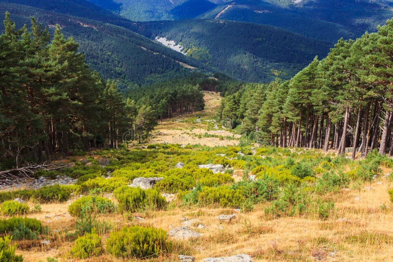 Firebreaks with Mountain Vegetation between Spruce Forests Stock Photo ...