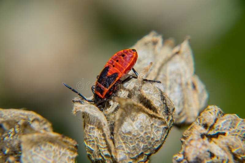 Firebug foto de archivo. Imagen de multiplicidad, salvaje - 100866286
