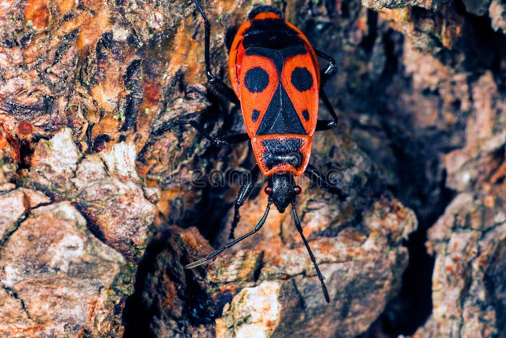 Firebug against rock macro stock image. Image of apterus - 34441053