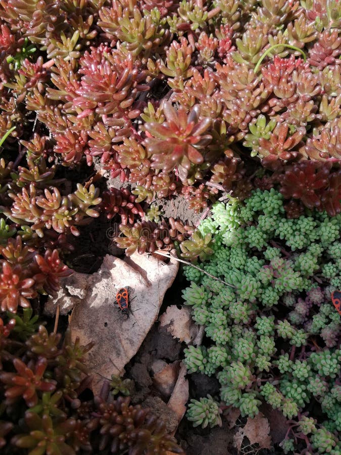 Firebug on a Bed of Different Succulents Stock Image - Image of nature ...
