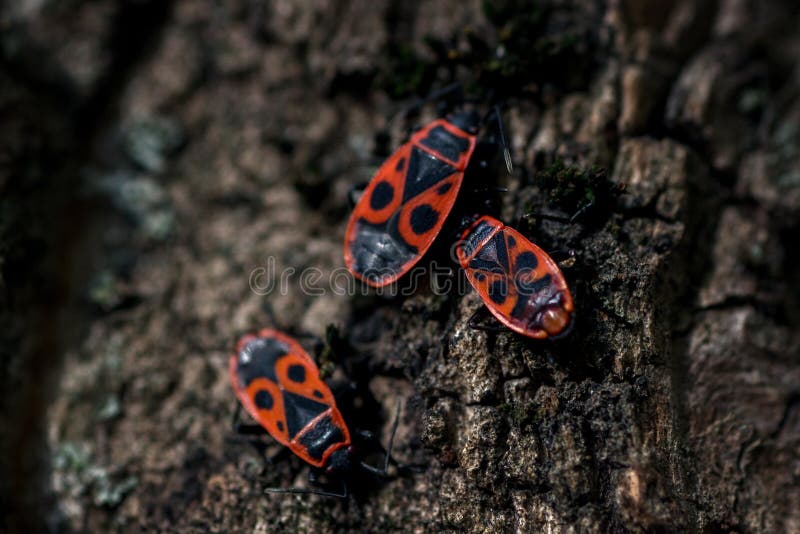 Firebug family stock photo. Image of animal, apterus - 59805902