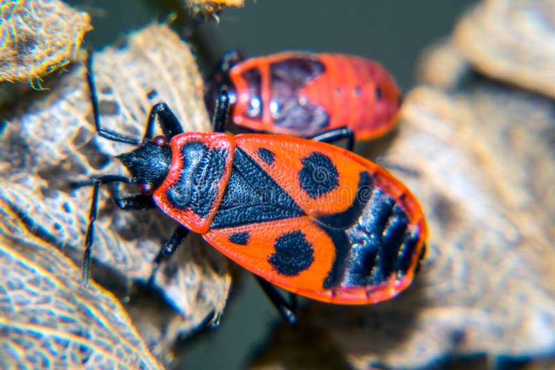 Firebug stock image. Image of hemipterans, seed, apterus - 100865827