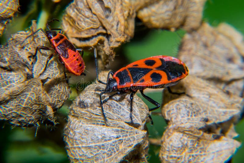 Firebug stock photo. Image of skull, entomology, bark - 100865358