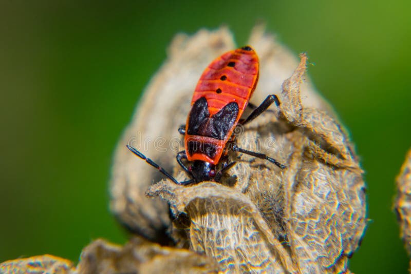 Firebug stock image. Image of invertebrate, black, small - 100866333