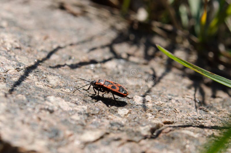 The firebug stock image. Image of home, pest, firebug - 90314339