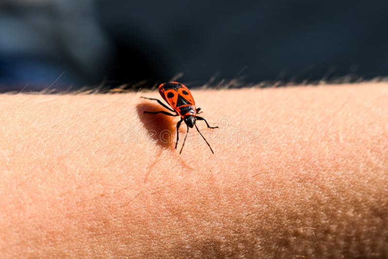 Firebug on goosebumps skin stock image. Image of animal - 173225399