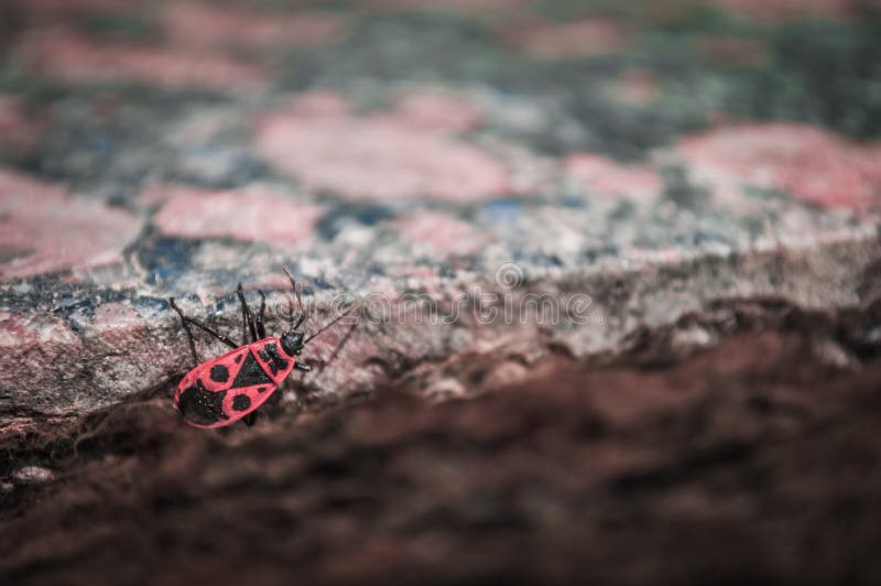 Firebug on a granite slab stock photo. Image of eyes - 155199398