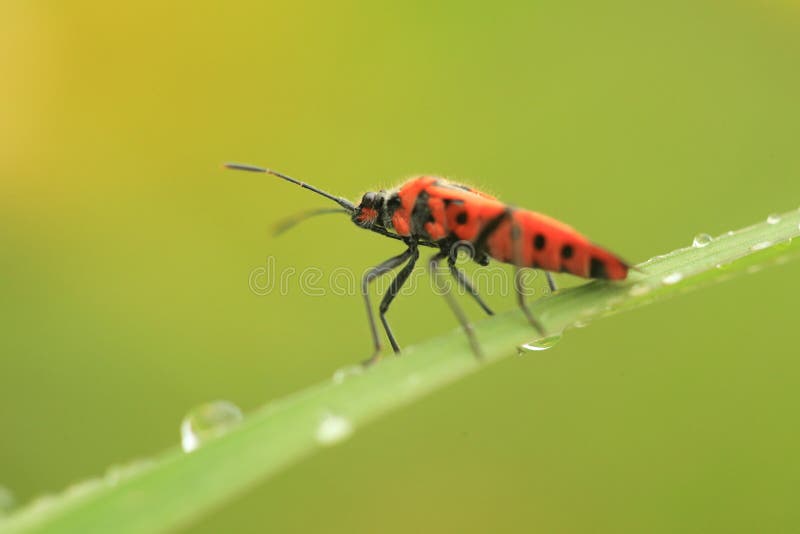 Firebug stock photo. Image of animal, common, leaf, nature - 40161298