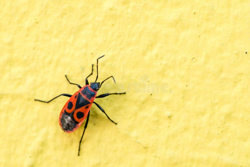 Firebug Insect or Bug Pyrrhocoris Apterus on Yellow Wall. Stock Image ...