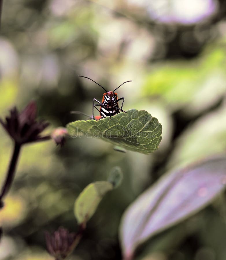 Firebug Insect Looks into the Camera from Above a Leaf in the Forest of ...