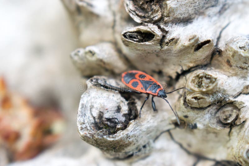 The firebug stock photo. Image of close, pentatomomorpha - 180823164