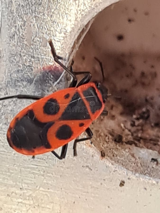 A firebug insects stock photo. Image of pest, weevil - 208429064