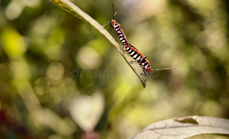 Firebug Insects are Mating on the Leaves in the Tanjung Selor Forest ...