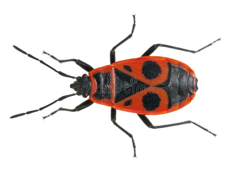 Firebug, Pyrrhocoris Apterus Stock Photo - Image of studio, length ...