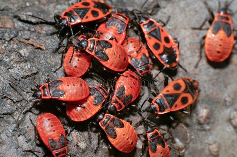 The Firebug Pyrrhocoris Apterus Stock Photo - Image of animal, outdoors ...