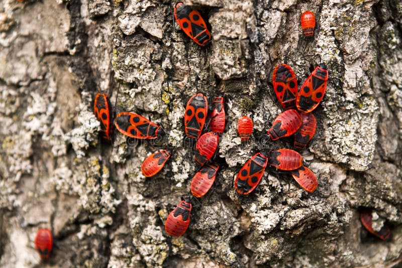 Firebug, Pyrrhocoris Apterus Stock Image - Image of firebug, older ...