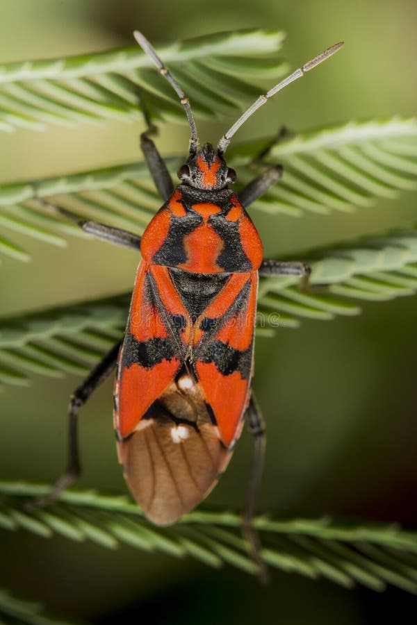 Firebug, Pyrrhocoris Apterus Stock Image - Image of animal, pyrrhocoris ...