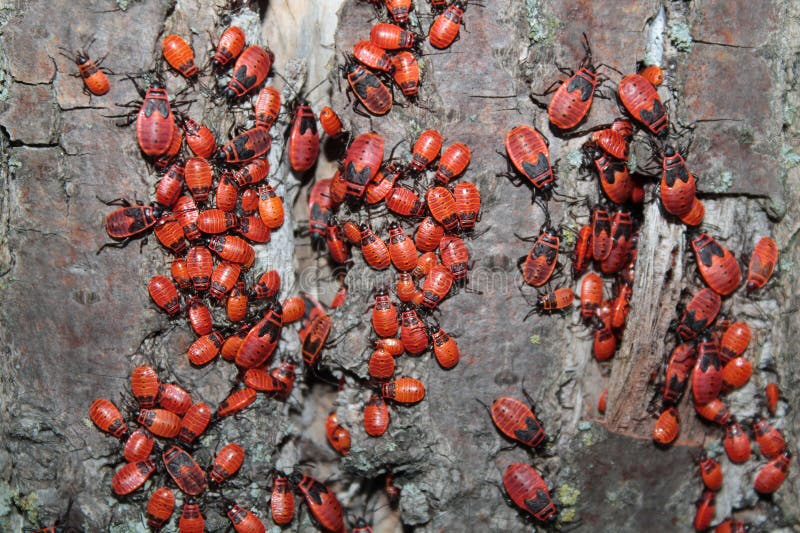 Firebug (Pyrrhocoris-apterus) Stock Foto - Image of insecten, brand ...