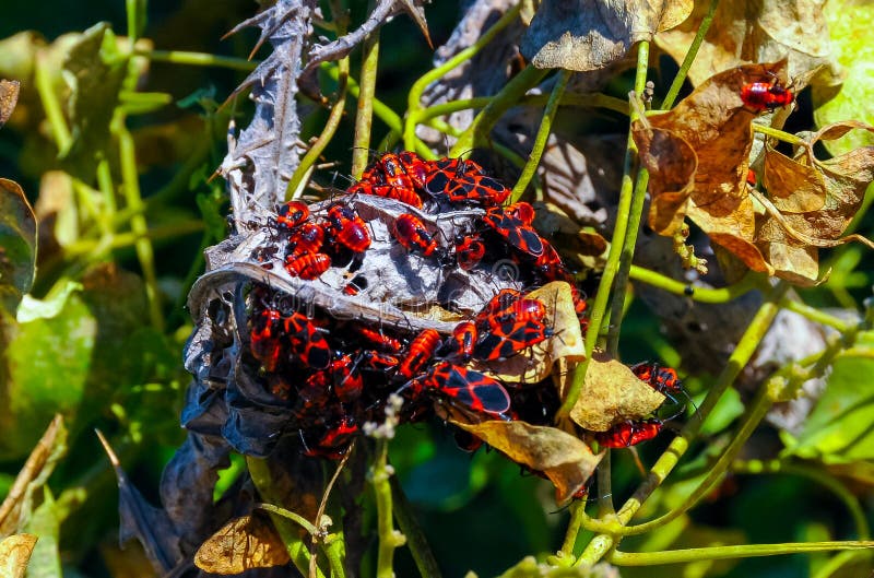 The Firebug (Pyrrhocoris Apterus), Accumulation of Bugs on Wild ...