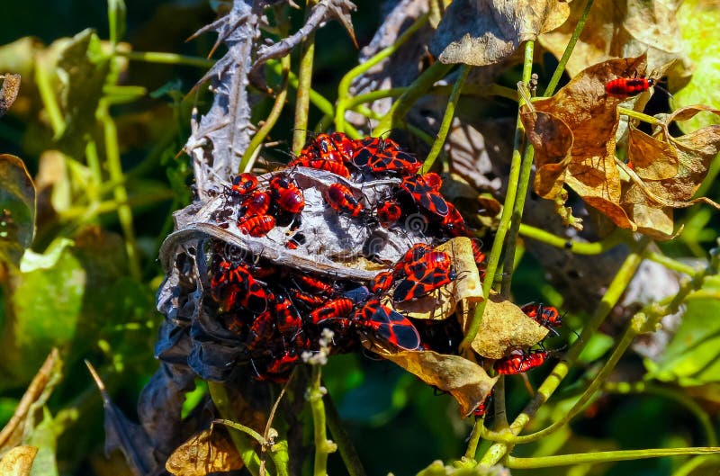 The Firebug (Pyrrhocoris Apterus), Accumulation of Bugs on Wild ...