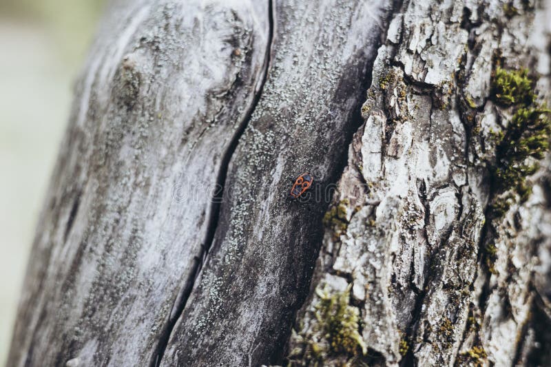 Firebug, Pyrrhocoris Apterus, a Common Insect, Close Up. Stock Photo ...