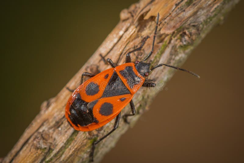 Firebug, Pyrrhocoris Apterus Stock Photo - Image of people, insect ...