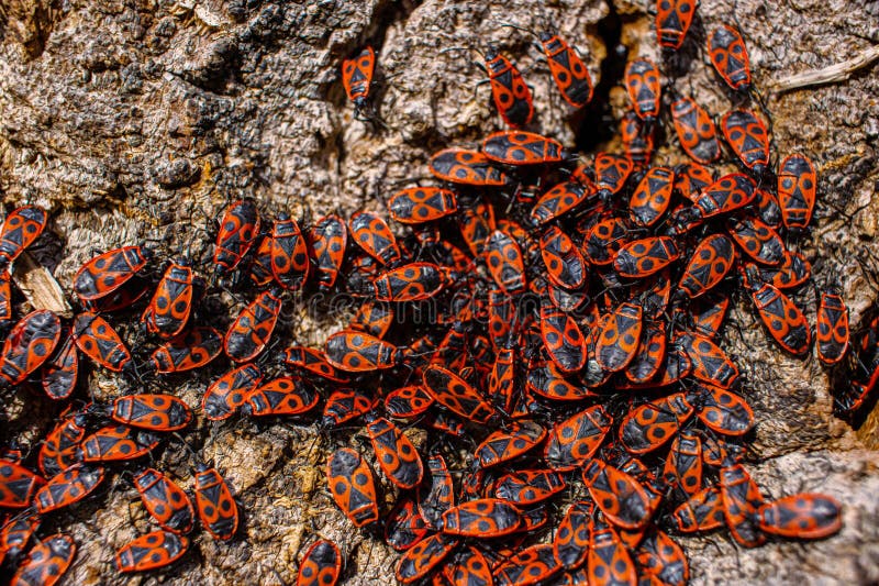 The Firebug Pyrrhocoris Apterus. Common Insect of the Family ...