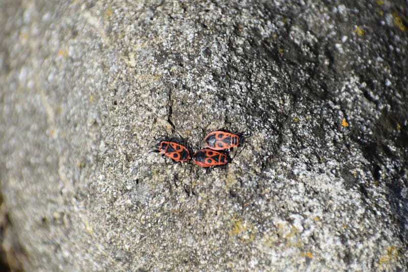 The Firebug, Pyrrhocoris Apterus Stock Photo - Image of pyrrhocoris ...