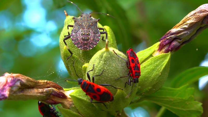 The Firebug Pyrrhocoris Apterus, Insects Suck Juices from Mallow Fruit ...