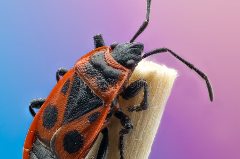 Firebug Pyrrhocoris Apterus Isolated Close Up Macro Stock Photo - Image ...