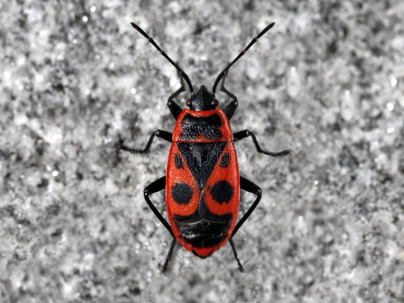 Firebug, Pyrrhocoris Apterus Isolated on Granite Stone, Top View Stock ...