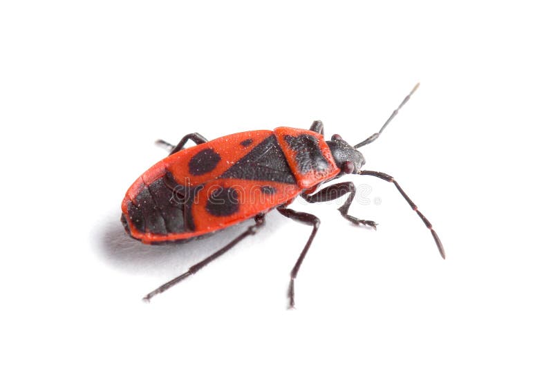 Red ladybug stock photo. Image of isolated, spot, lady - 17318890
