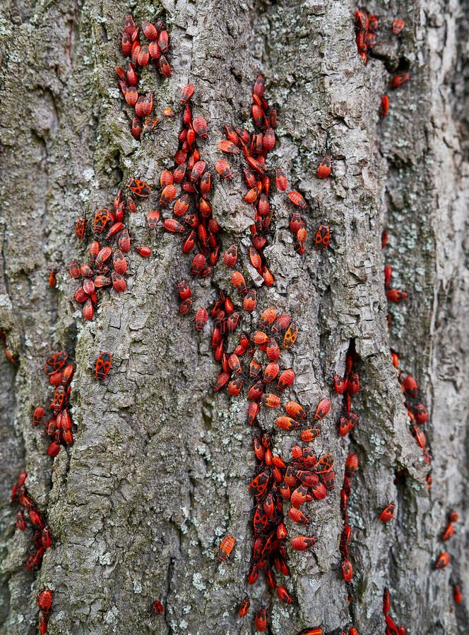 Firebug Pyrrhocoris Apterus Plague in a Tree Trunk Stock Photo - Image ...
