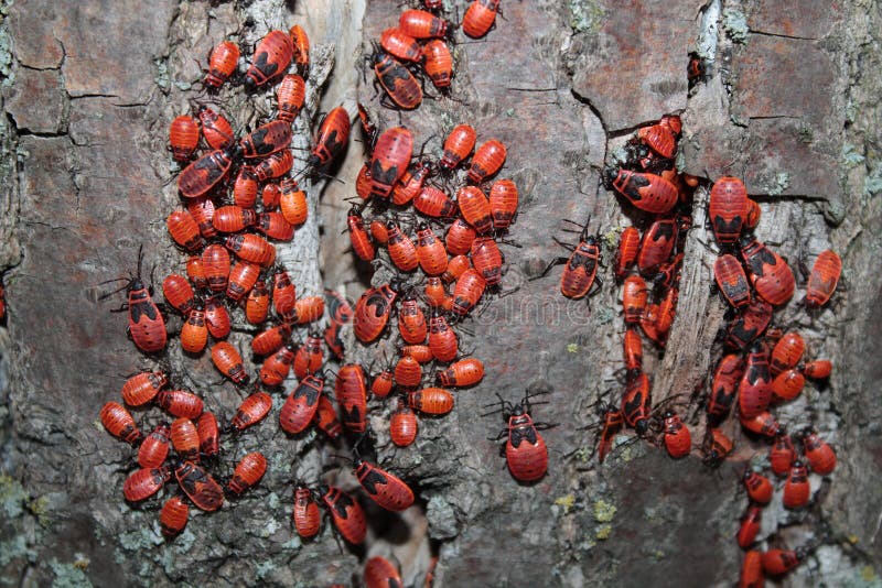 Firebug (Pyrrhocoris Apterus) Stock Photo - Image of population, bright ...