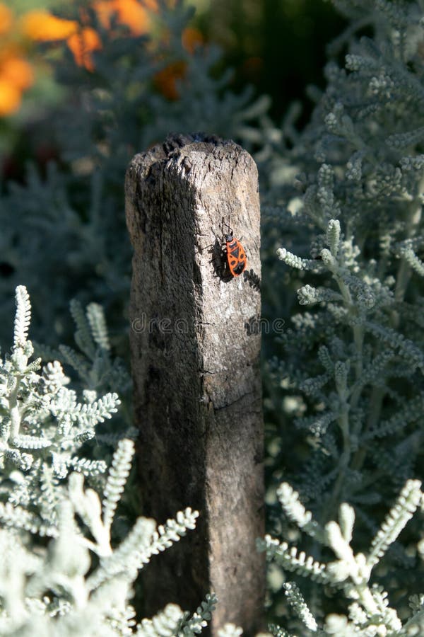 A Firebug Pyrrhocoris Apterus Sits on Wooden Pillar Stock Image - Image ...