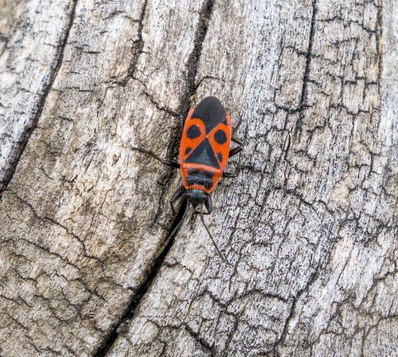 Firebug stock photo. Image of parks, garden, pyrrhocorus - 44285002