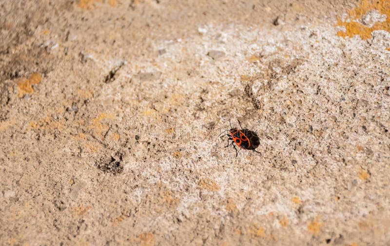 A Firebug - Pyrrhocoris Apterus Stock Photo - Image of closeup ...
