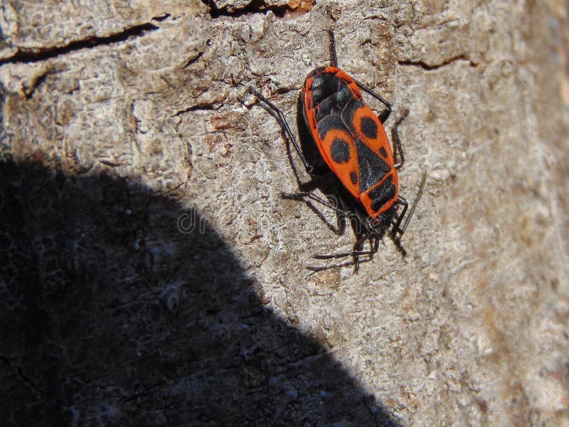 Firebug (Pyrrhocoris Apterus) on a Tree Stock Photo - Image of wildlife ...