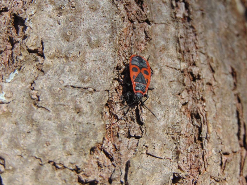 Firebug (Pyrrhocoris Apterus) on a Tree Stock Photo - Image of natural ...