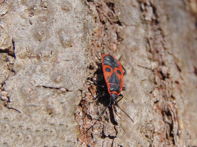 Firebug (Pyrrhocoris Apterus) on a Tree Stock Image - Image of outdoor ...