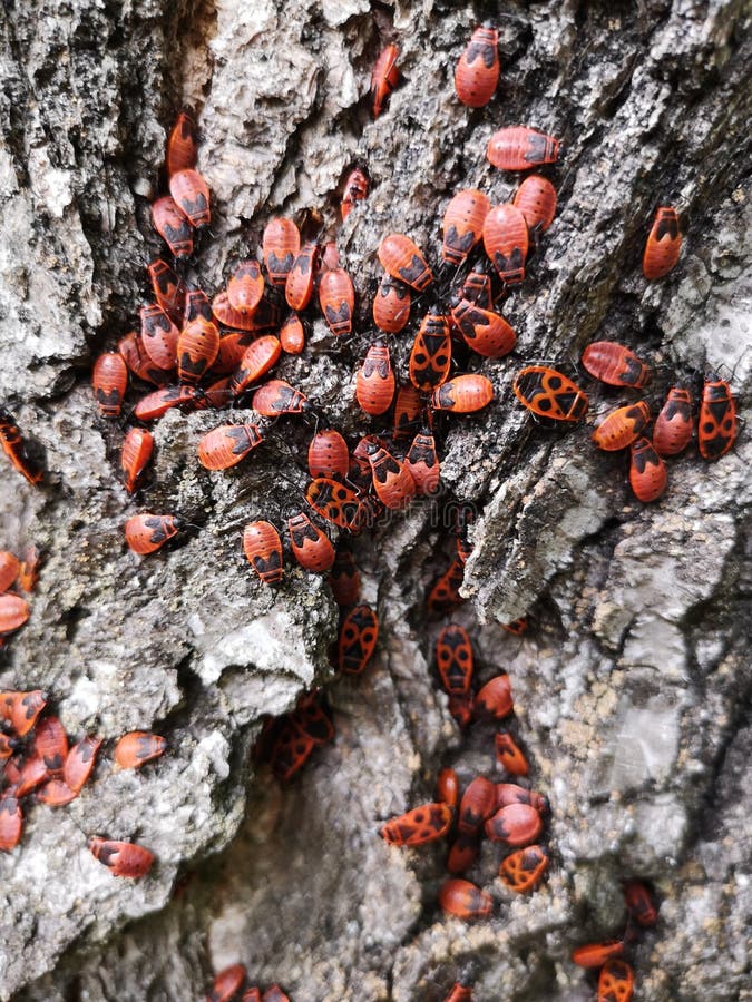 Firebug - red insect. stock photo. Image of trunk, nature - 155218820