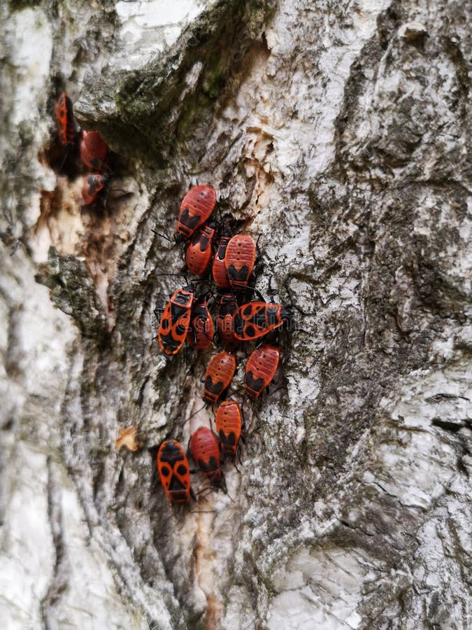115 Animals Aggregation Stock Photos - Free & Royalty-Free Stock Photos ...