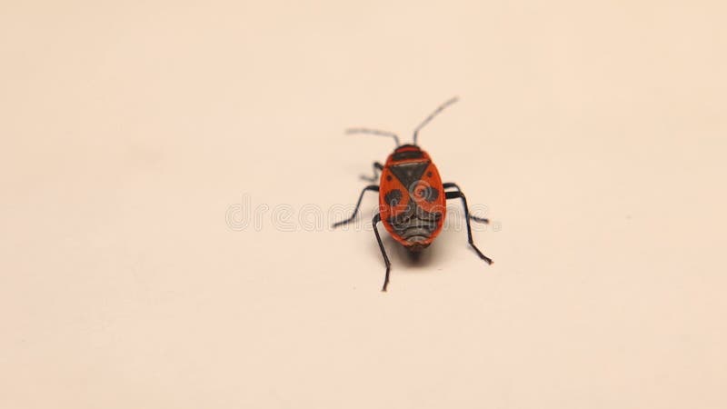Firebug on a White Background. Red and Black Striped Stink Bug Isolated ...