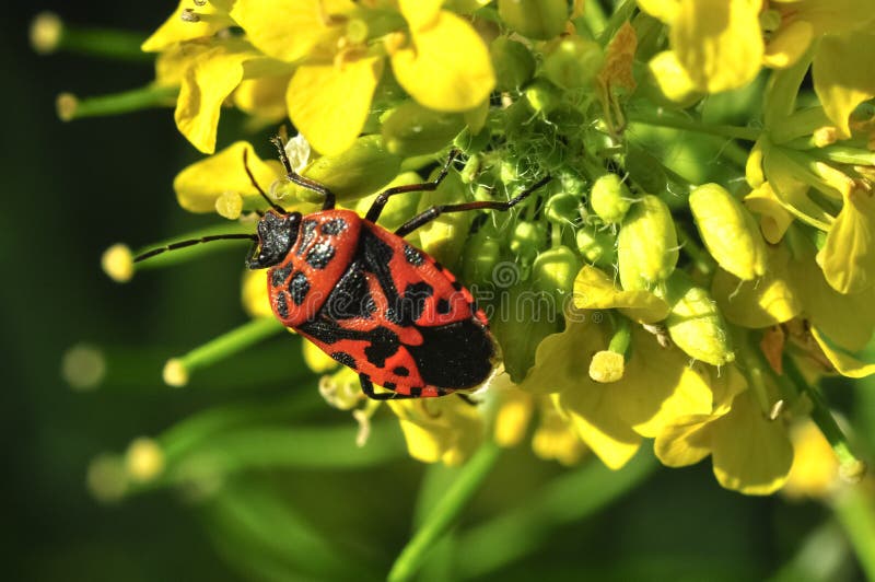 Firebug on Yellow Flower. Insects Wildlife. Spring Blossom. Stock Photo ...