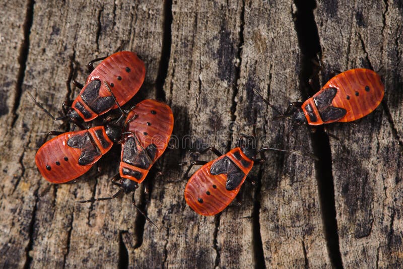 Firebugs stock image. Image of group, apterus, wood, firebug - 20684773