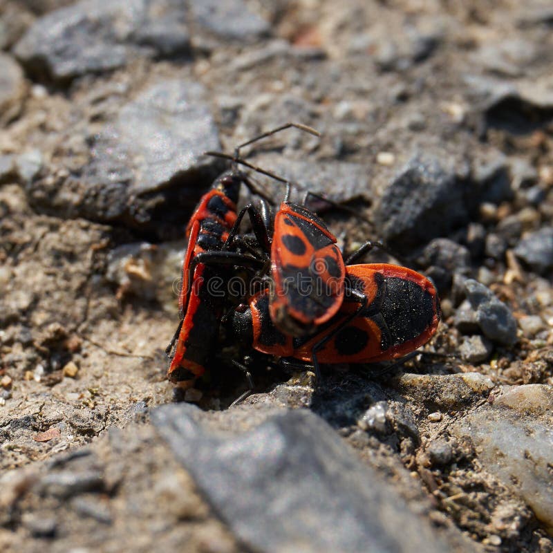 Twee Rode Insecten Firebugs, Rode Militairinsecten, Spilostethus ...