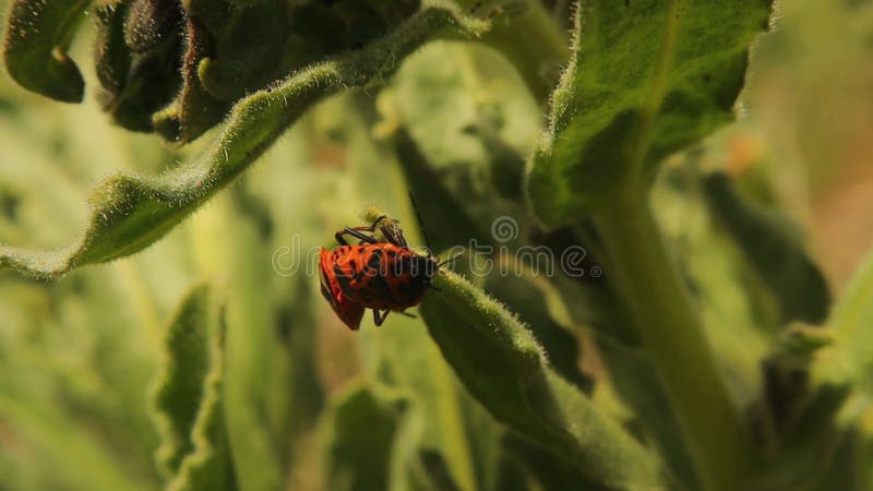 Firebugs on the Grass. Insect Mating in Spring in Garden. Bugs, Insects ...