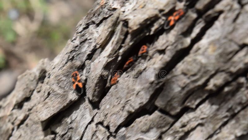Firebugs Mating and Walking Backwards. Spring Nature Fire Bug Red ...